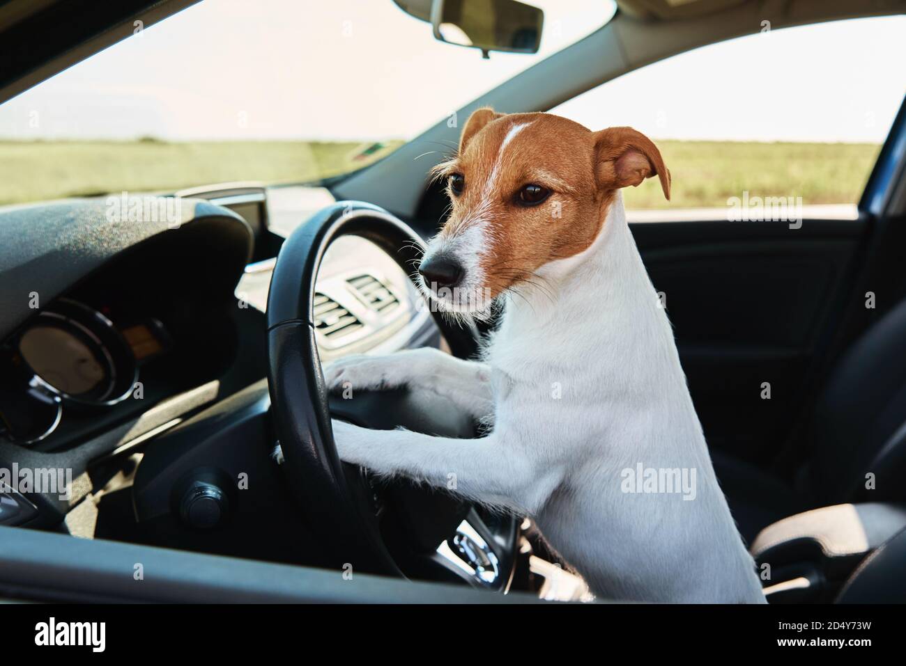 Jack russell terrier dog sits in the car on driver sit. Trip with a dog ...