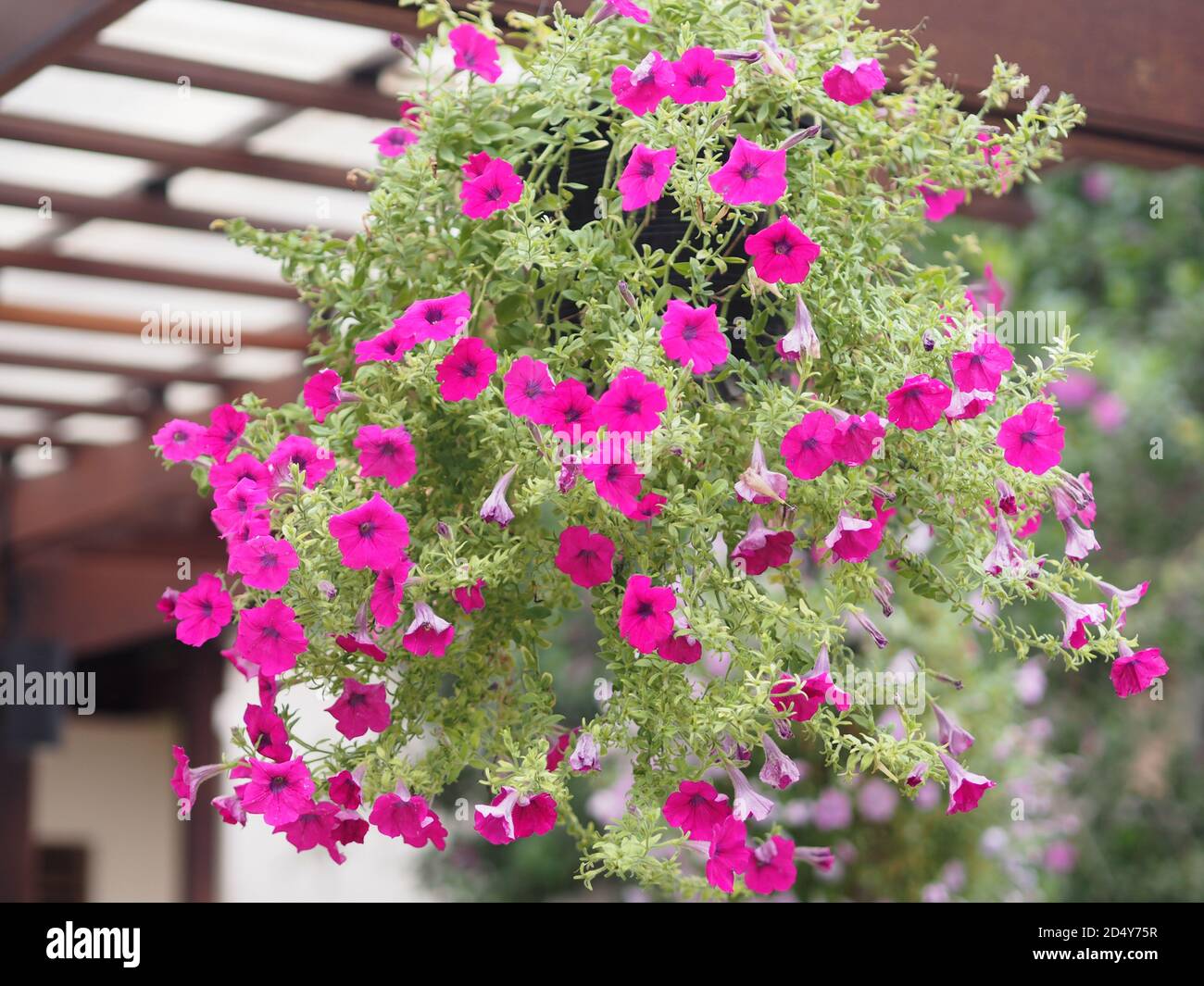 Petunia grandiflora cascade pink hi-res stock photography and images ...
