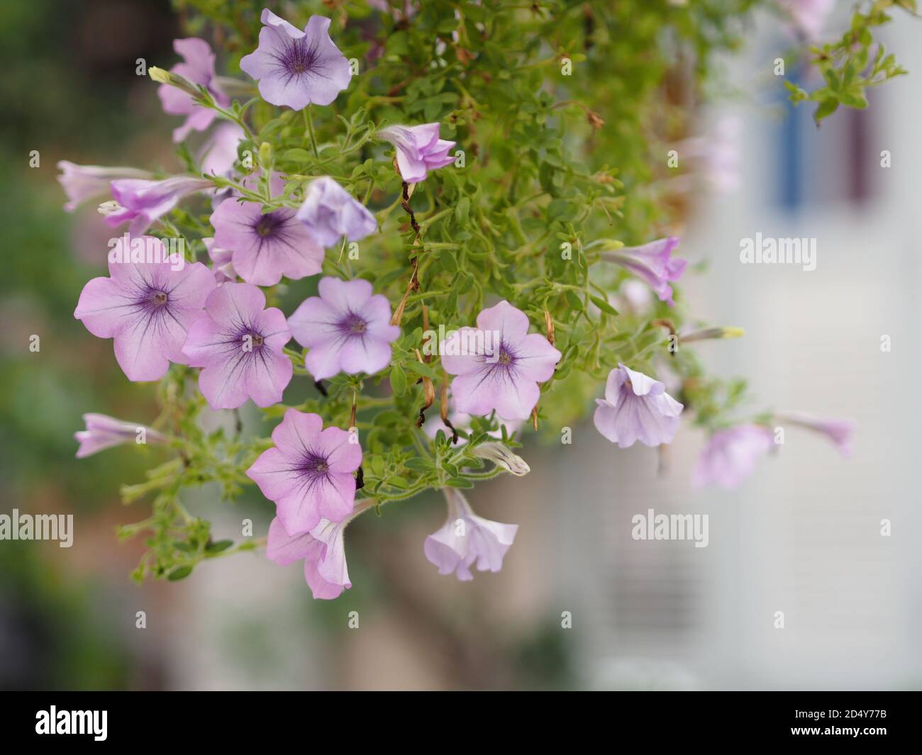 Purple wave petunias hi-res stock photography and images - Alamy