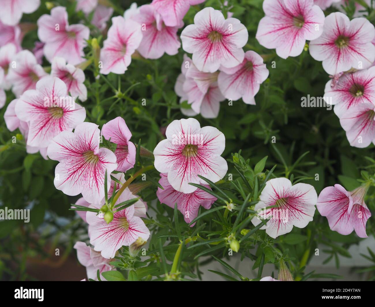 Petunia grandiflora cascade pink hi-res stock photography and images ...