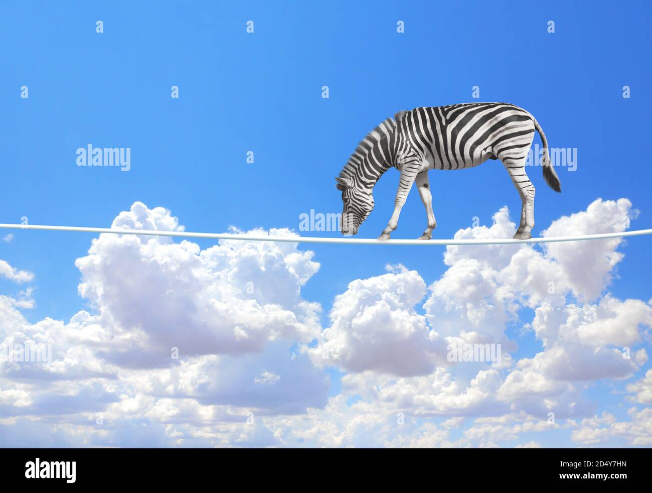 Managing risk concept. Zebra walking on a rope on the blue sky ...
