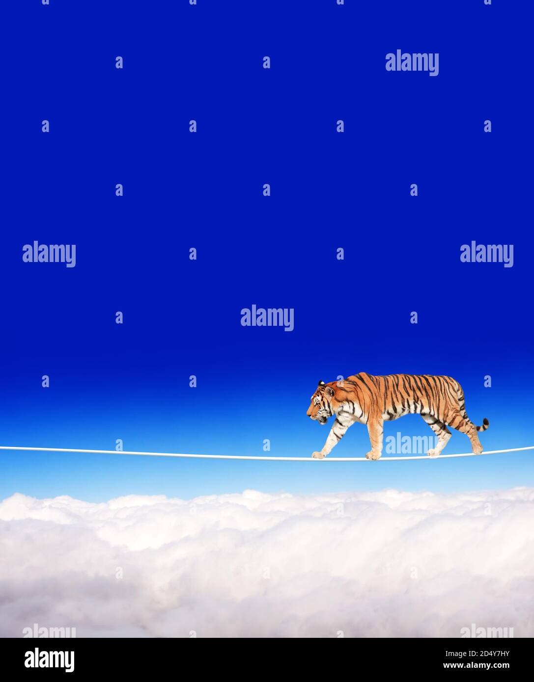 Managing risk concept. Tiger walking on a rope on the blue sky ...