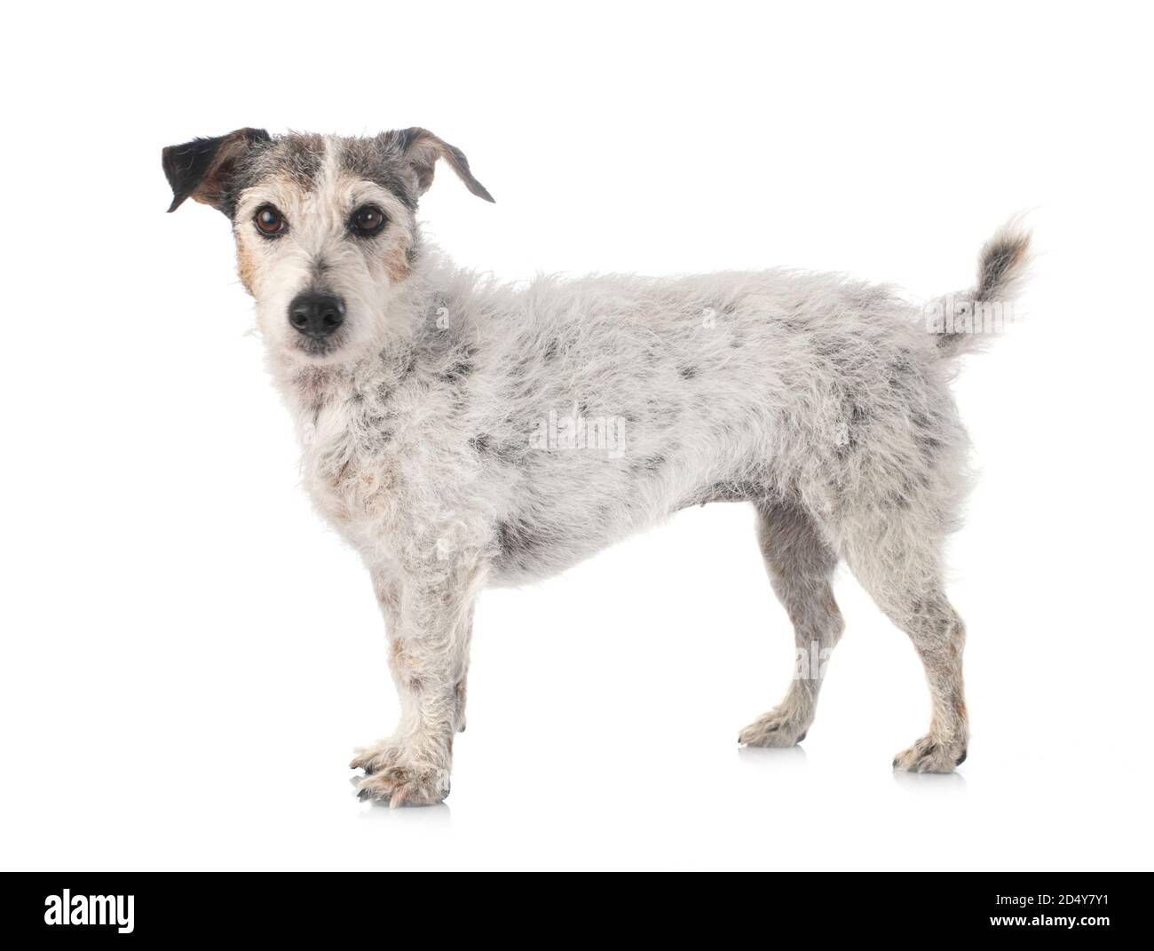 old jack russel terrier in front of white background Stock Photo - Alamy