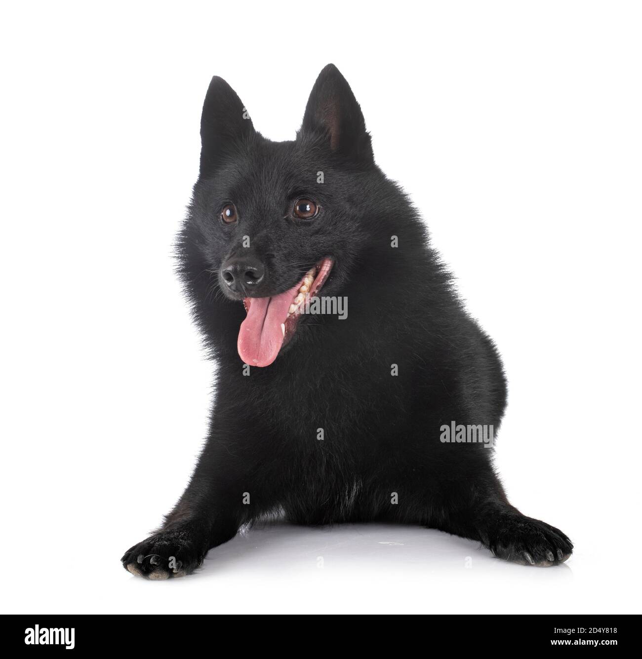 purebred Schipperke in front of white background Stock Photo - Alamy