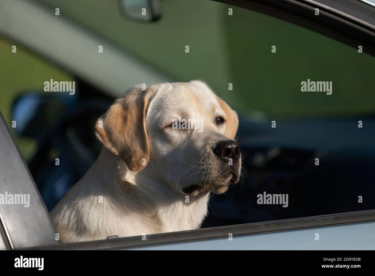 Do Dogs Get High From Sticking Their Head Out The Window