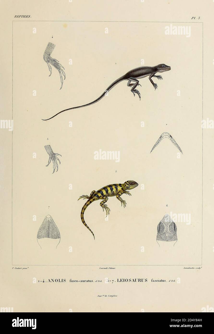 Anolis fuscoauratus, commonly known as the slender anole, slender ...