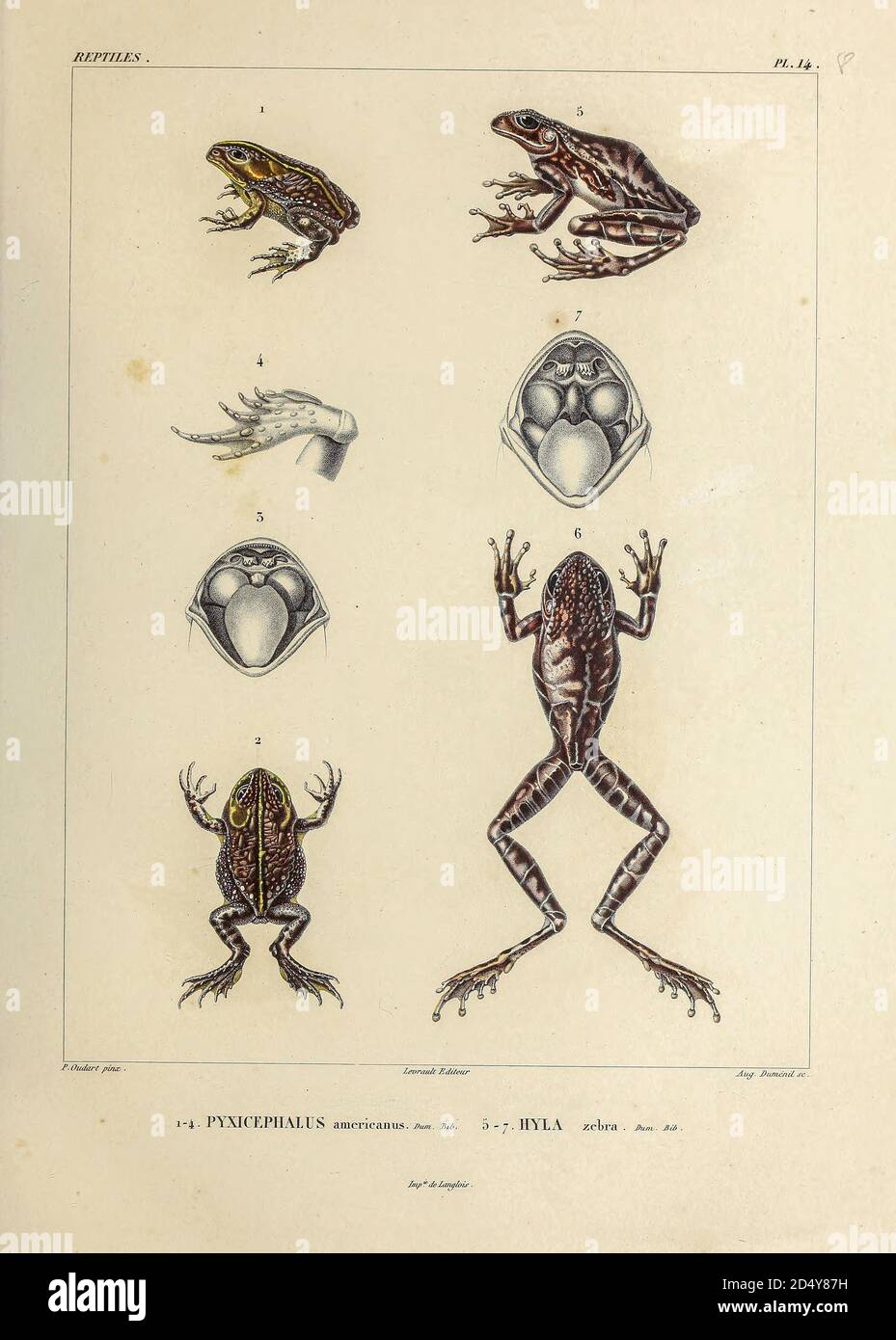 American frogs hi-res stock photography and images - Alamy