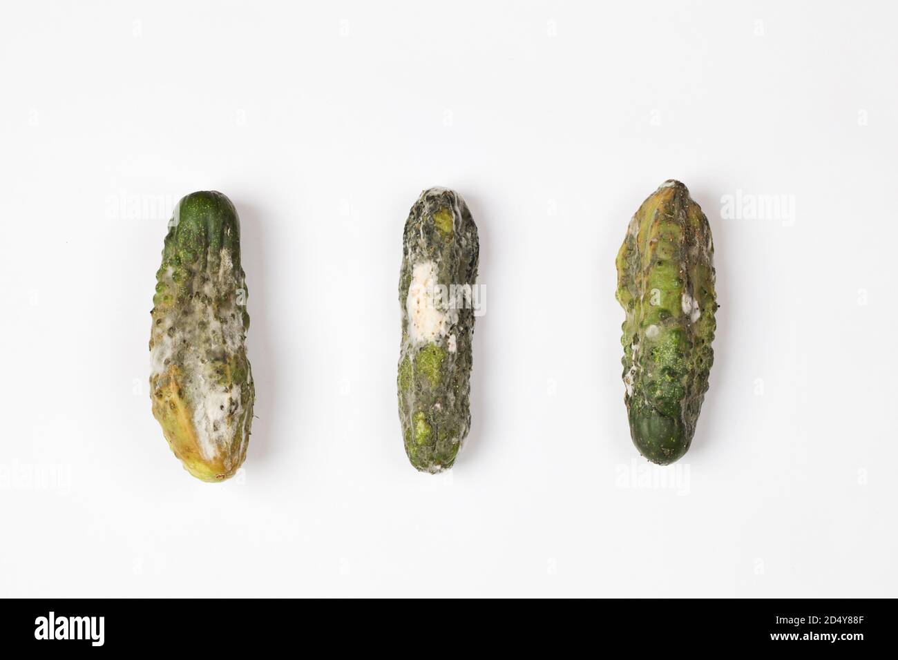 rotten cucumbers on a white background.global hunger problem ...