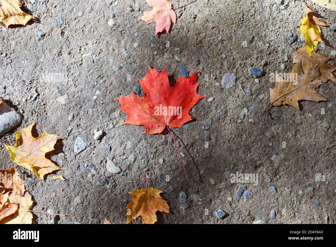 A single, isolated red maple leaf resting on the ground in rural ...