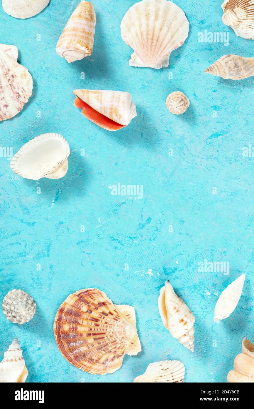 Ocean brochure cover with sea shells, top view, copy space, a flat lay ...