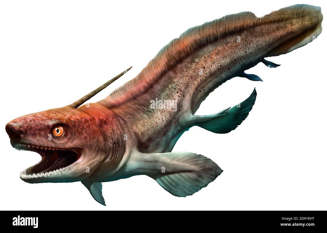 Xenacanthus Shark