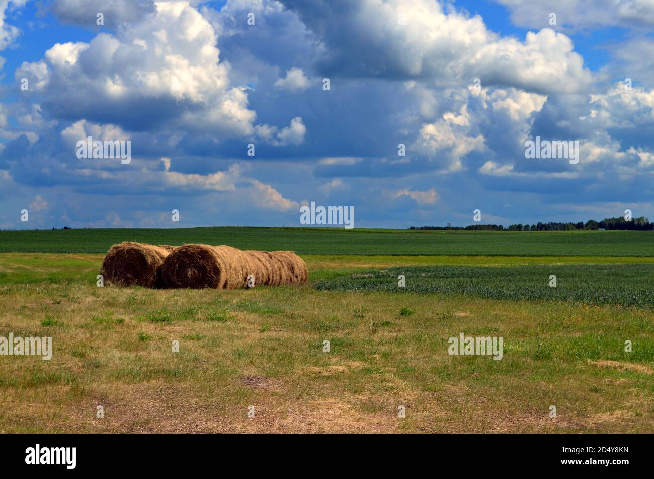Alberta, Canada - Rolls of Hay in the Countryside Stock Photo - Alamy