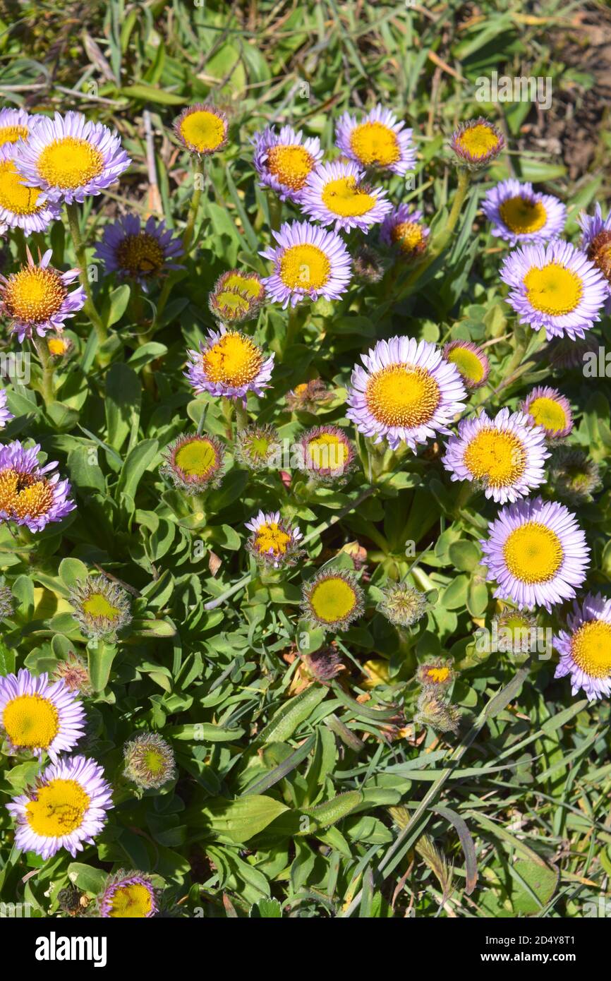 Seaside daisy hi-res stock photography and images - Alamy