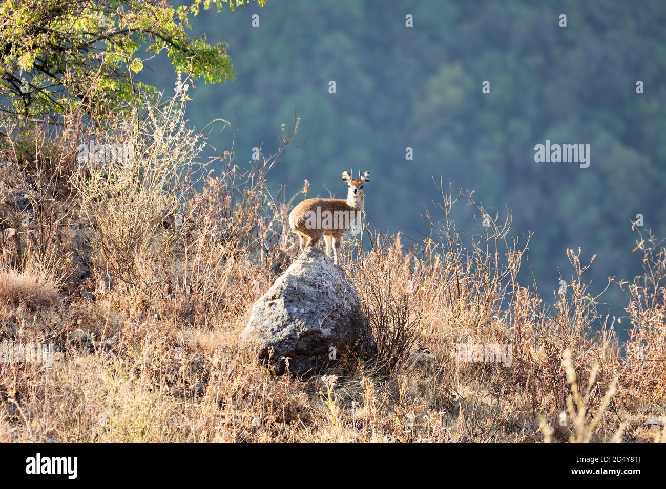 Endemic klipspringer hi-res stock photography and images - Alamy