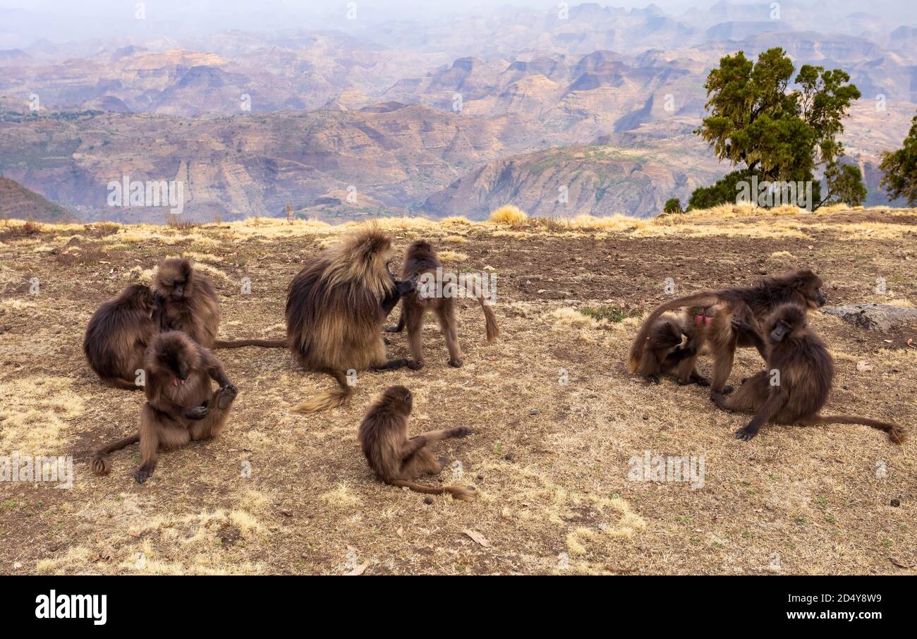 family group of endemic animal Gelada monkey on rock, with mountain ...