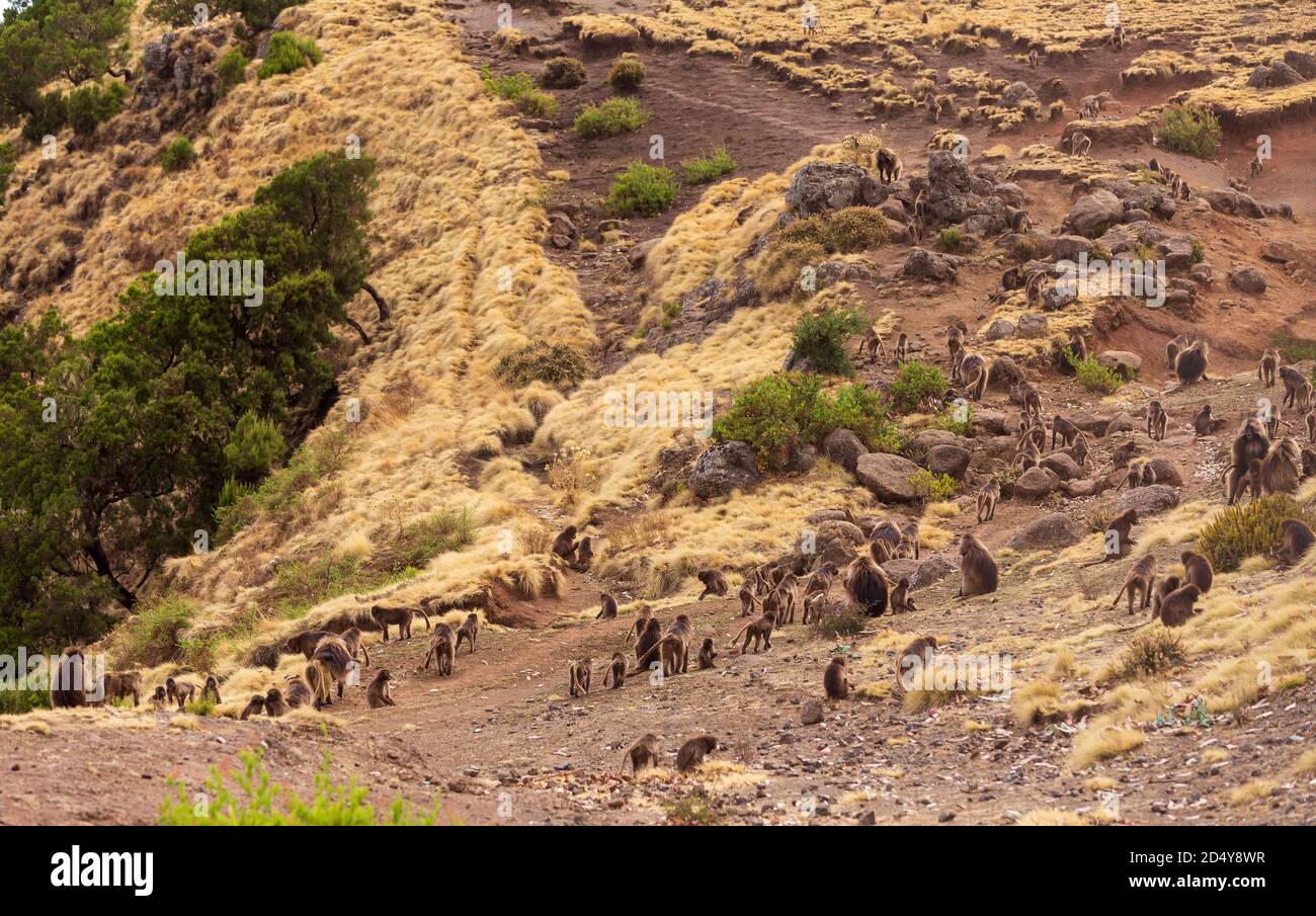 big group of endemic animal Gelada monkey walking on mountain ...