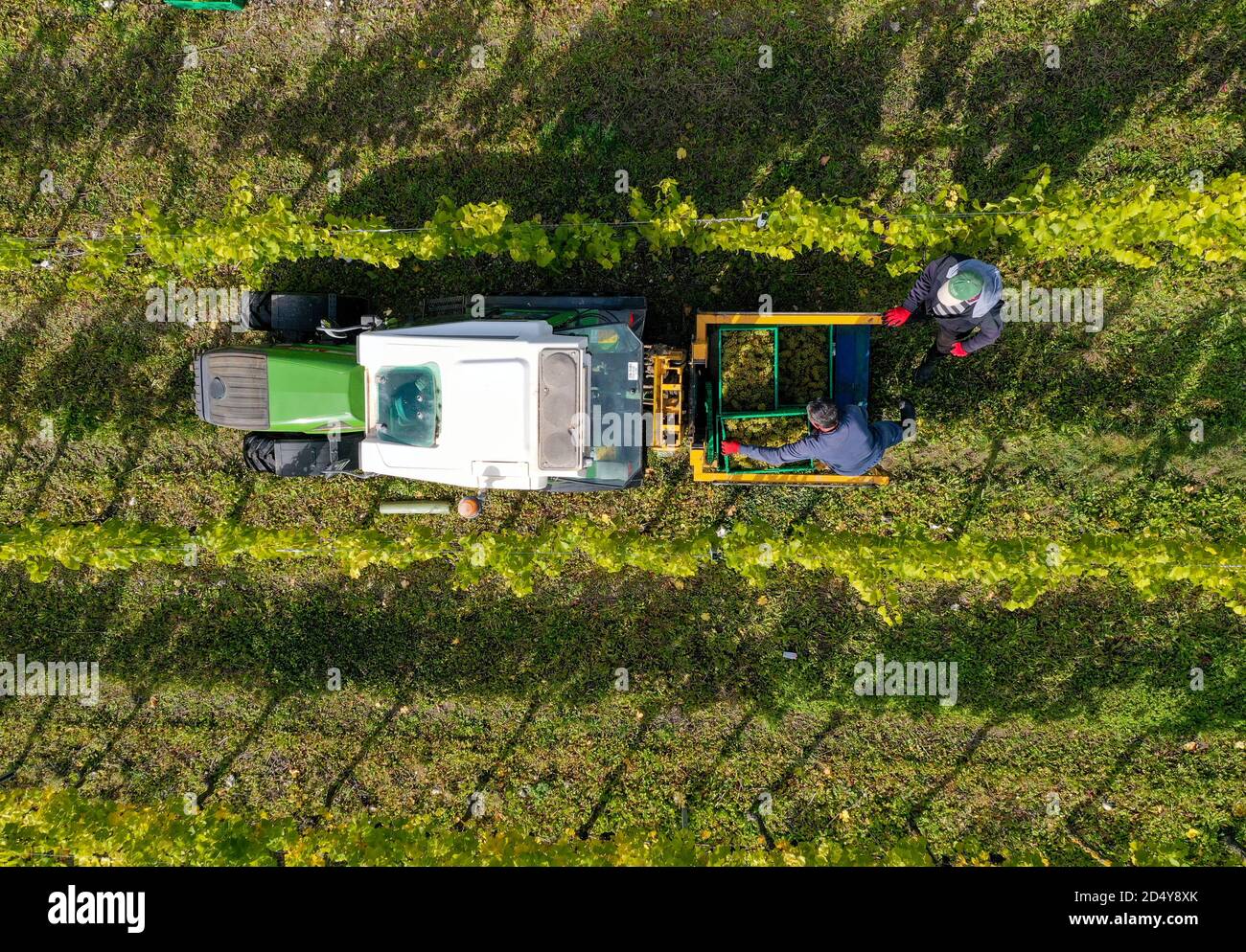 Eventually become waitrose leckford estate brut hi-res stock ...