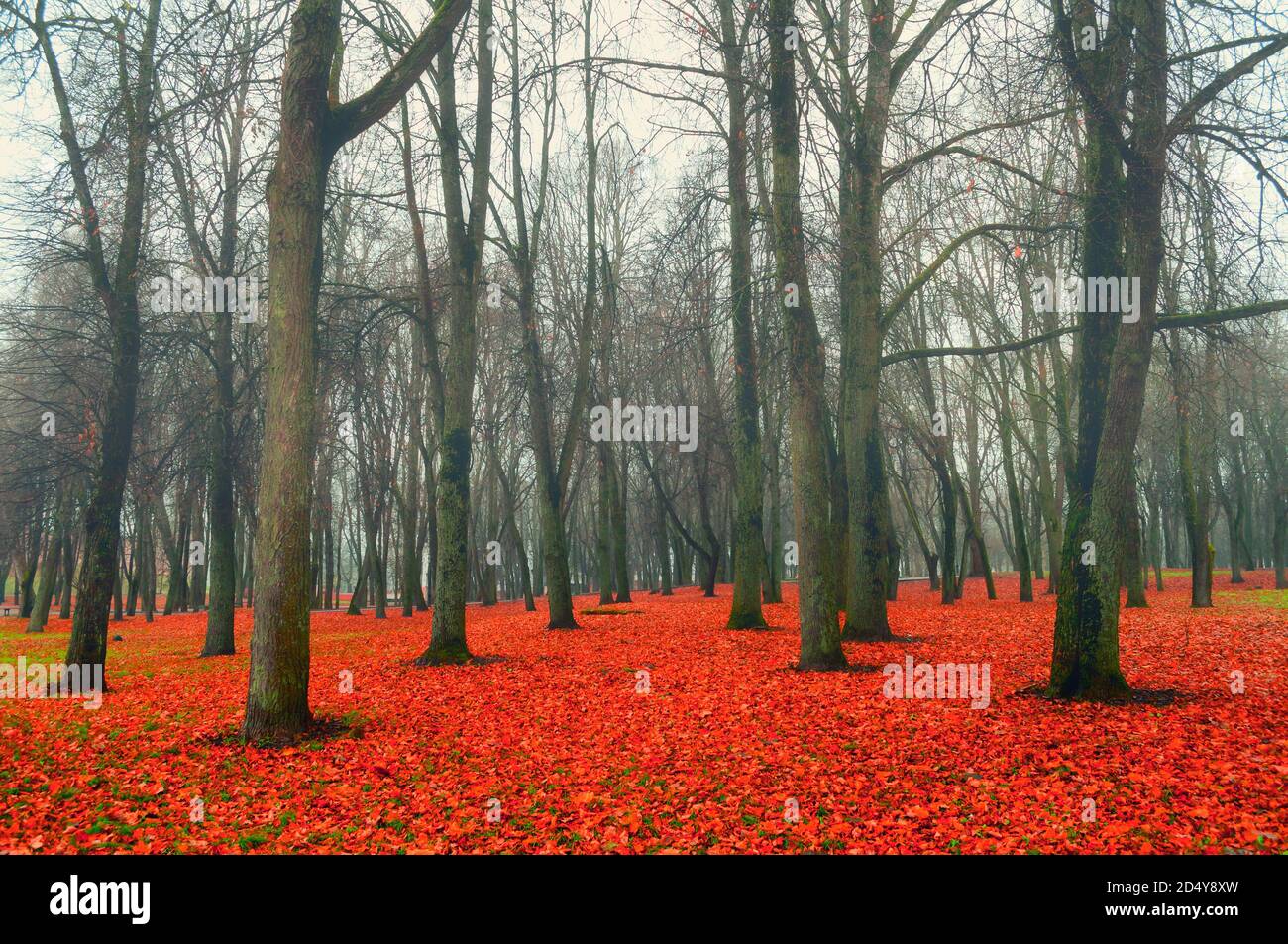 Diffusion filter hi-res stock photography and images - Alamy