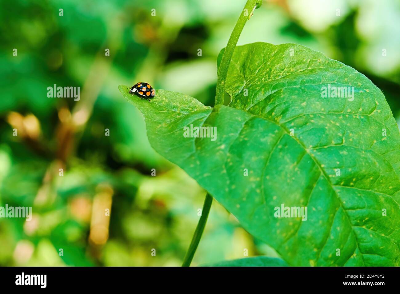 Small single ladybug sitting on a green leaf. Animals and insects in ...