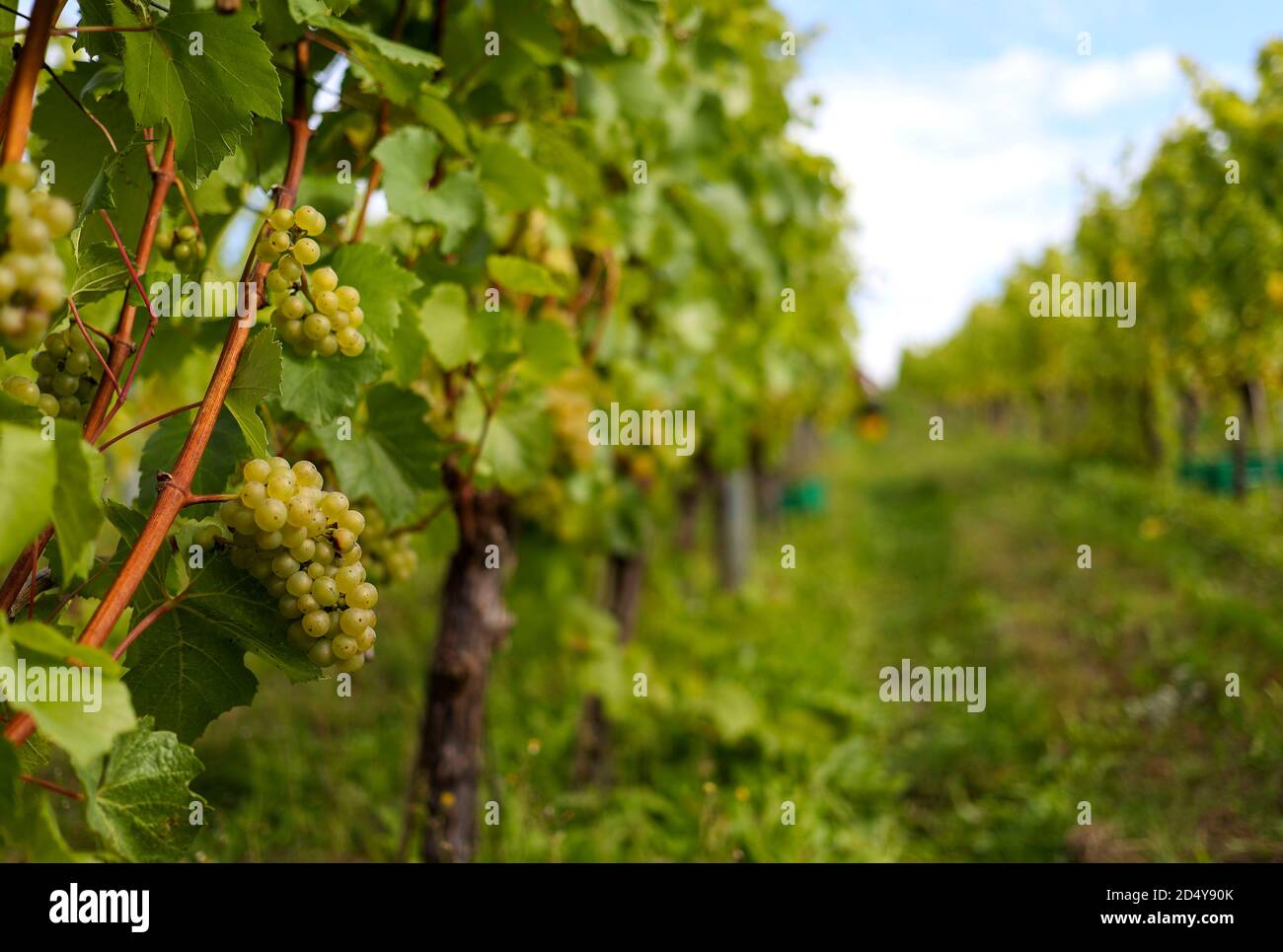 Eventually become waitrose leckford estate brut hi-res stock ...