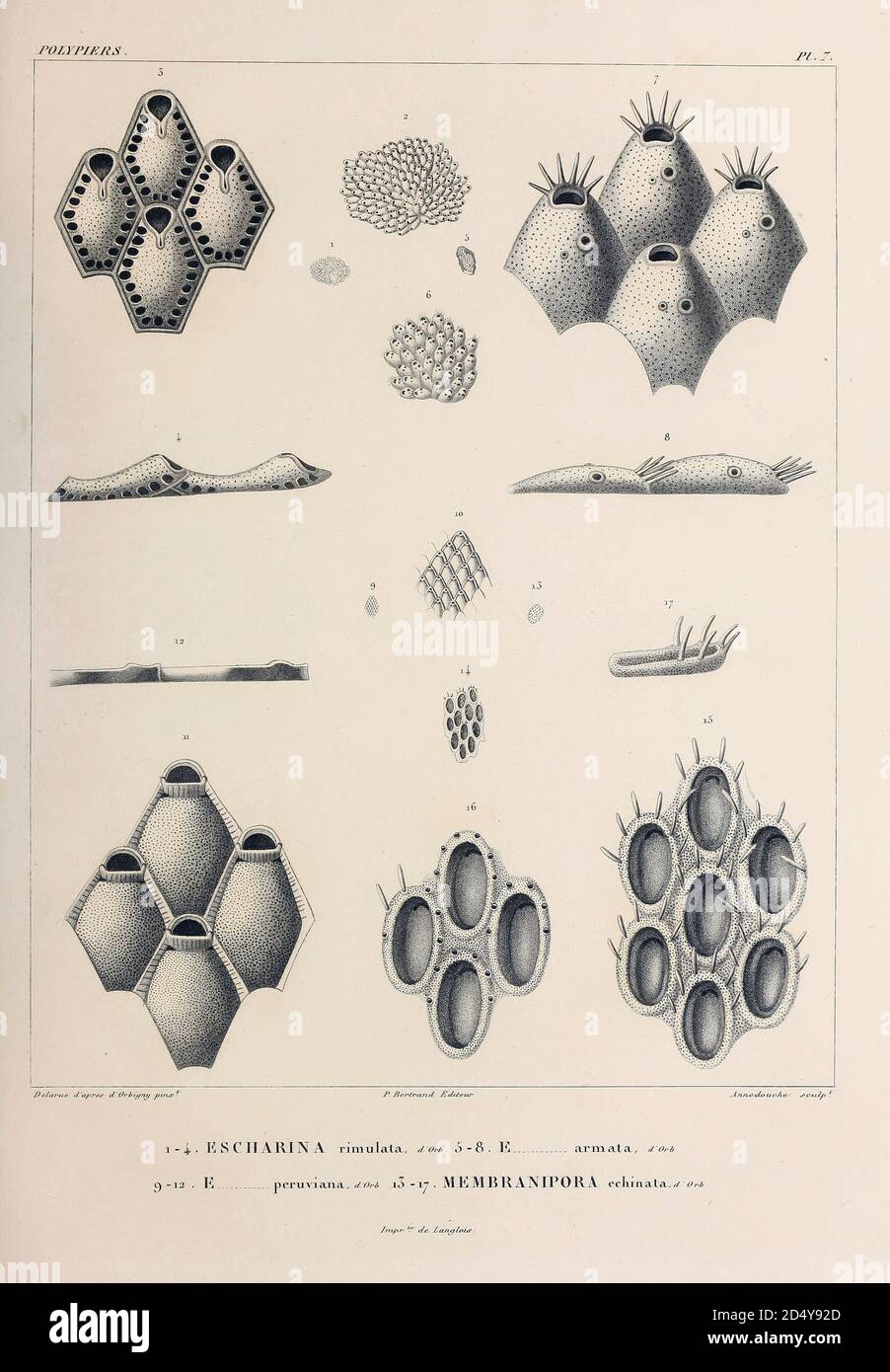 Invertebrate animals hi-res stock photography and images - Alamy