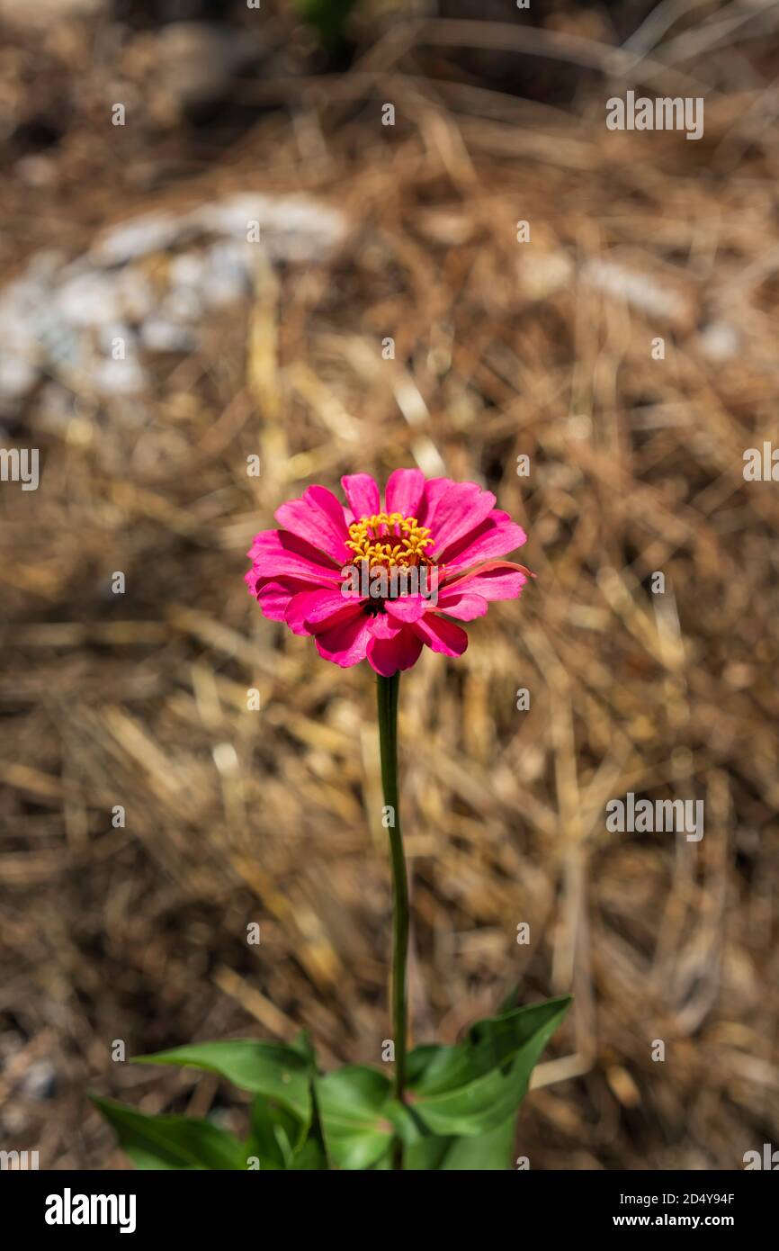 Close up zinnia flower blossom hi-res stock photography and images - Alamy