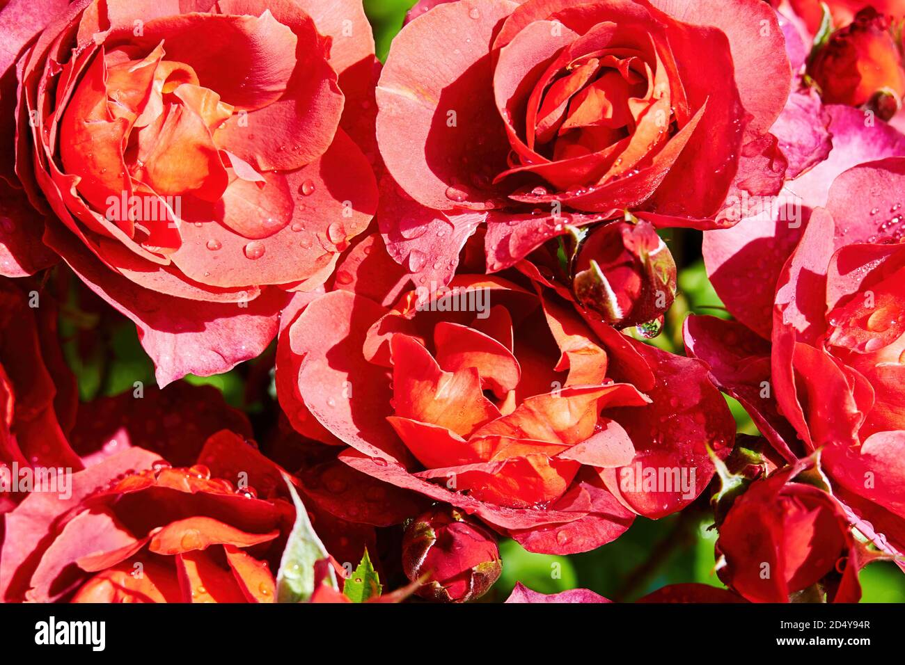 A bunch of vivid red roses covered with morning dew. FLoral background ...