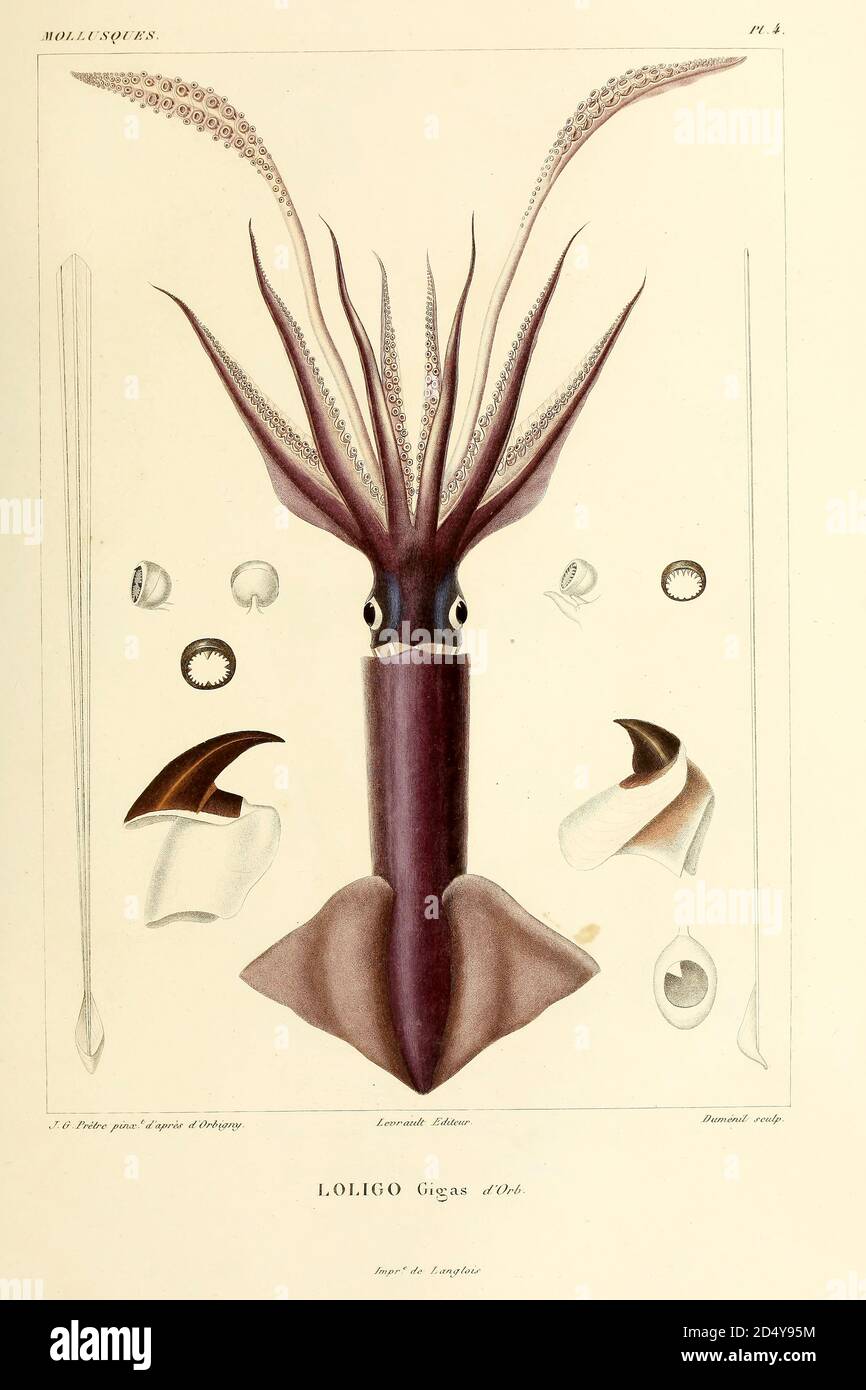 Loligo squid hi-res stock photography and images - Alamy
