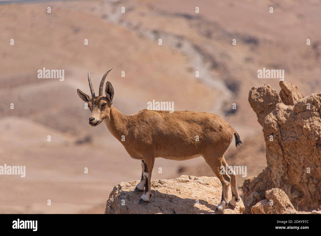 Israeli wildlife hi-res stock photography and images - Alamy