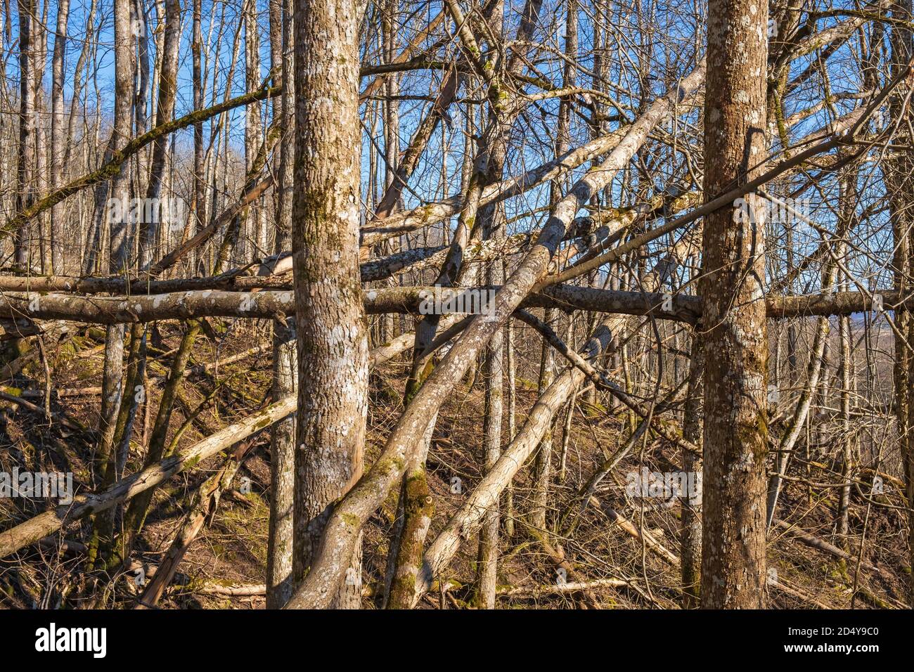 Fallen and leaning trees in a woodland after a storm Stock Photo - Alamy