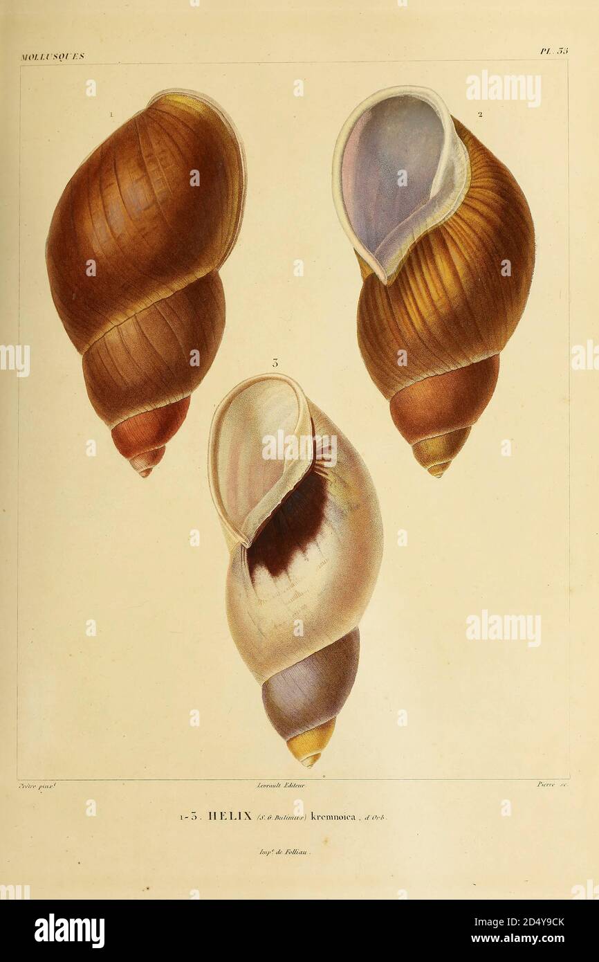 Peru invertebrates hi-res stock photography and images - Alamy