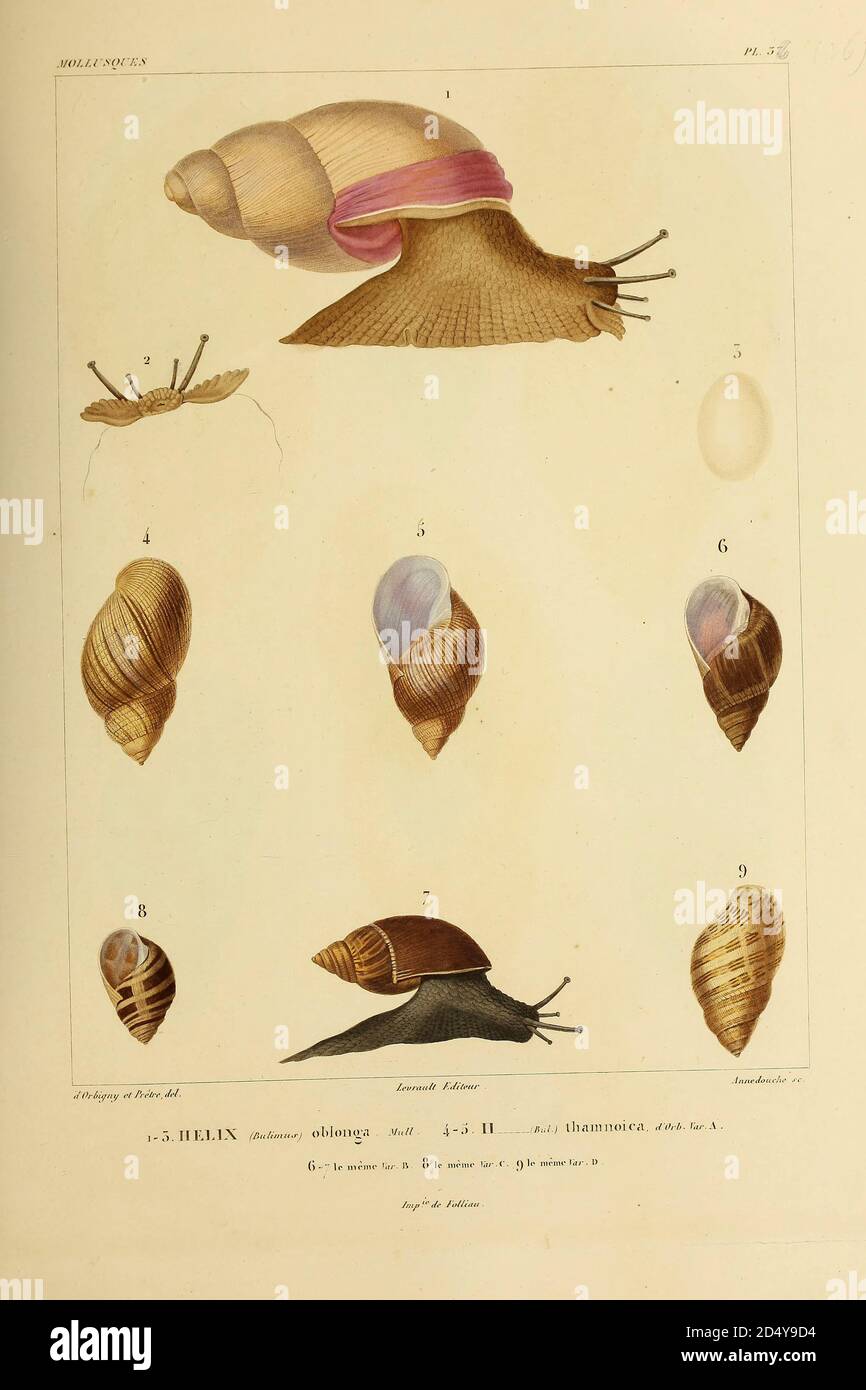 Peru invertebrates hi-res stock photography and images - Alamy