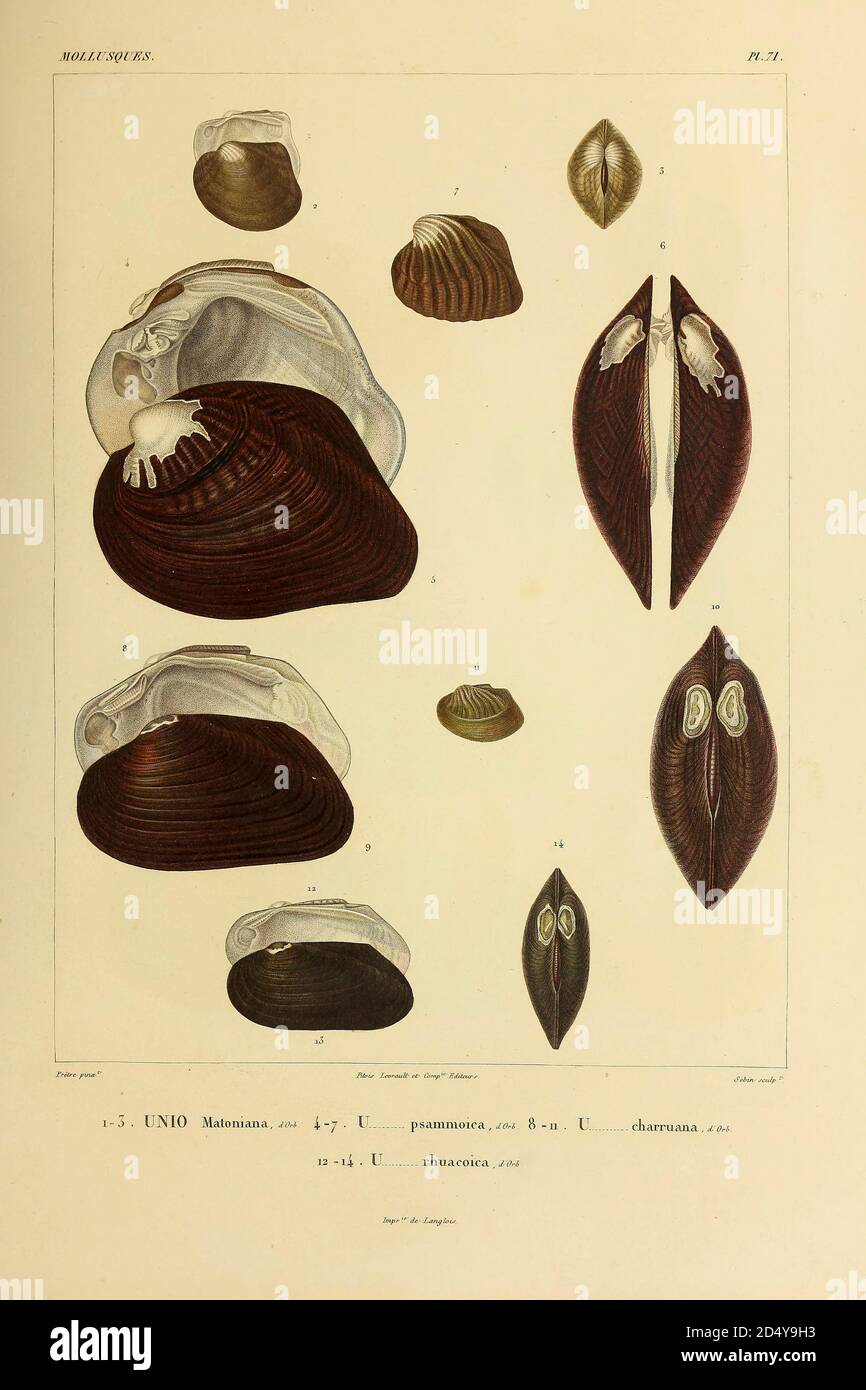 Unio (bivalve) freshwater mussels Mollusks from the book 'Voyage dans l ...