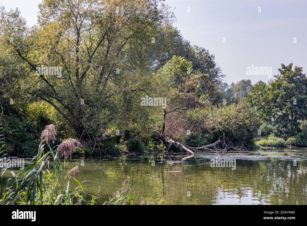 Marshland next to the Maas river surrounded by wild plants, blooming ...