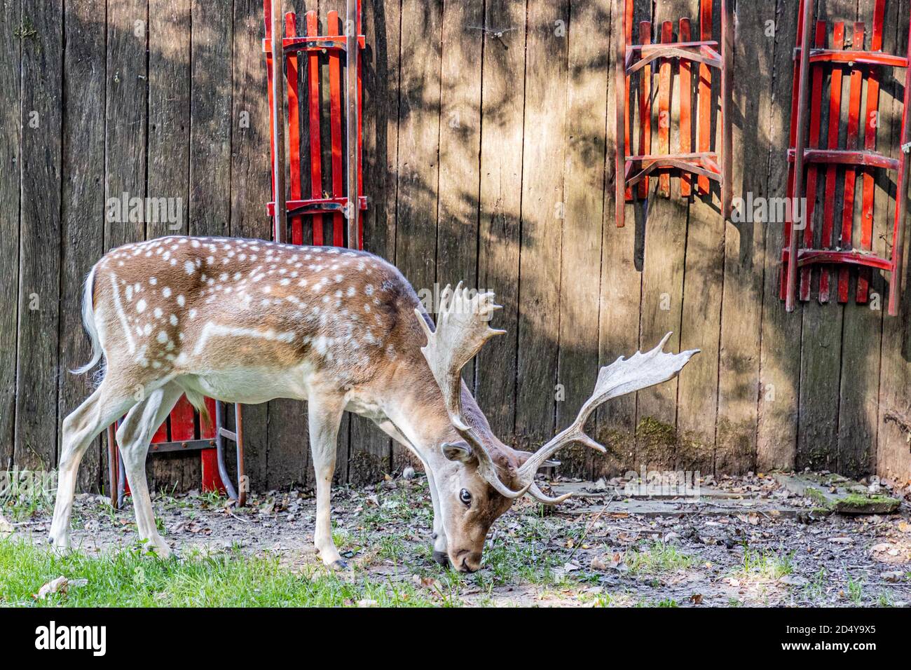 Fallow deer with its brown fur with white spots with its antlers, which ...