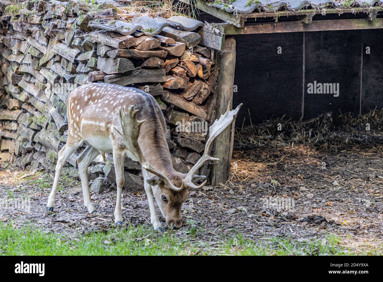 Fallow deer grazing quietly, its brown fur with white spots with its ...