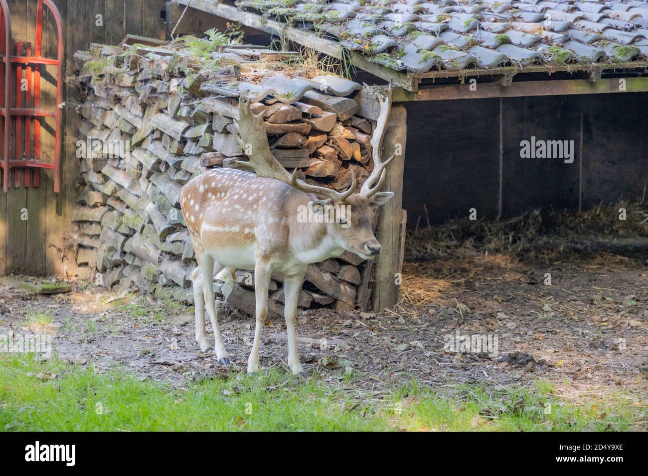 Fallow deer with white spots on its brown fur, it's antlers that are ...
