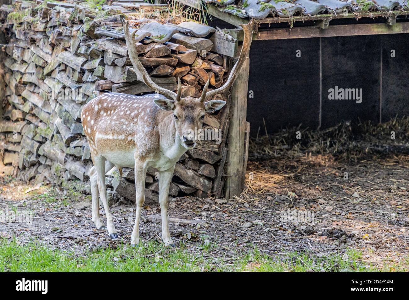 Fallow deer looking at the camera with its brown fur with white spots ...