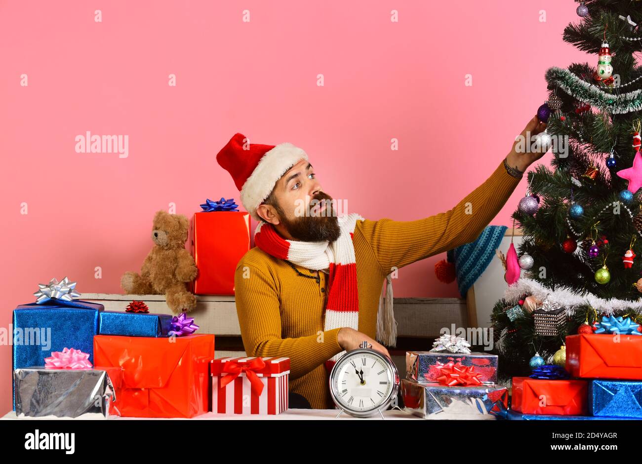 Santa Claus sits near fir tree on pink background. Man with beard and ...