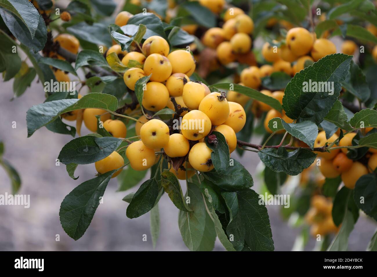 Small yellow wild apples on tree branches Stock Photo - Alamy
