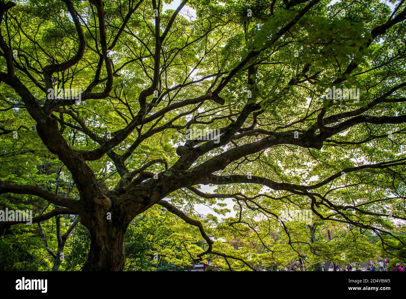 A spectacular tree at ‎⁨Kodai-ji Temple⁩⁩, ⁨Kyoto⁩, ⁨Japan⁩ Stock Photo ...