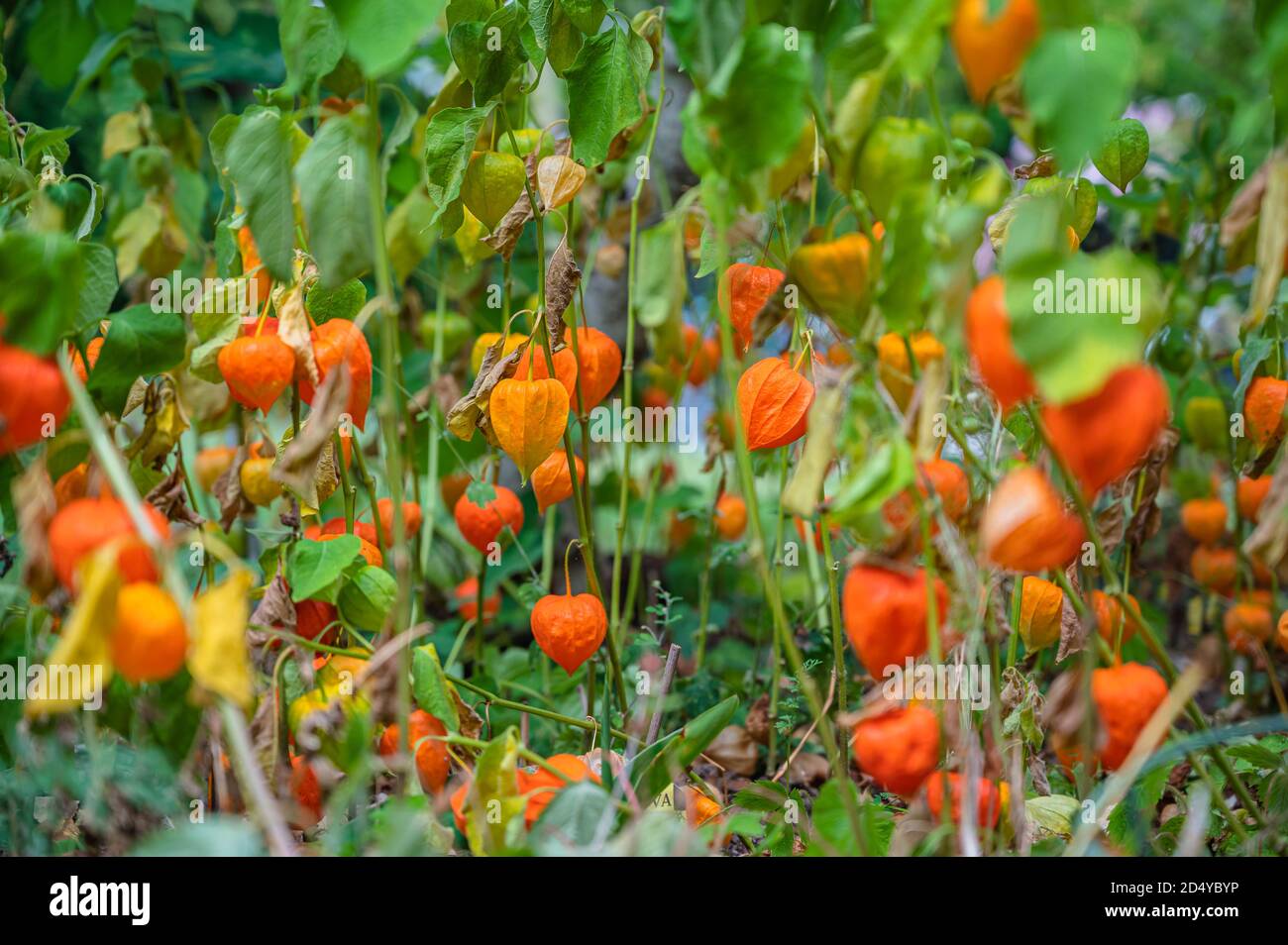 Selective focus closeup of the fruits from the plant called Physalis ...