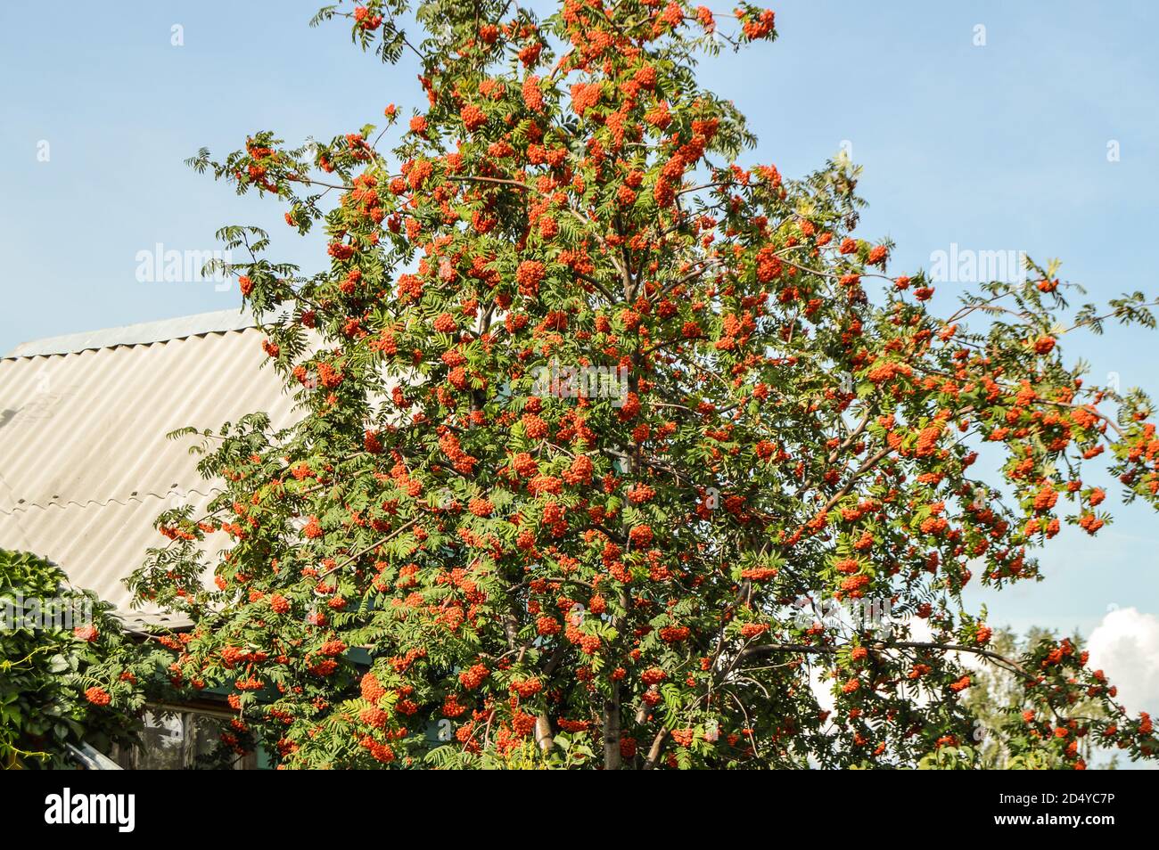 Beautiful autumn background with Rowan tree on blue sky background ...