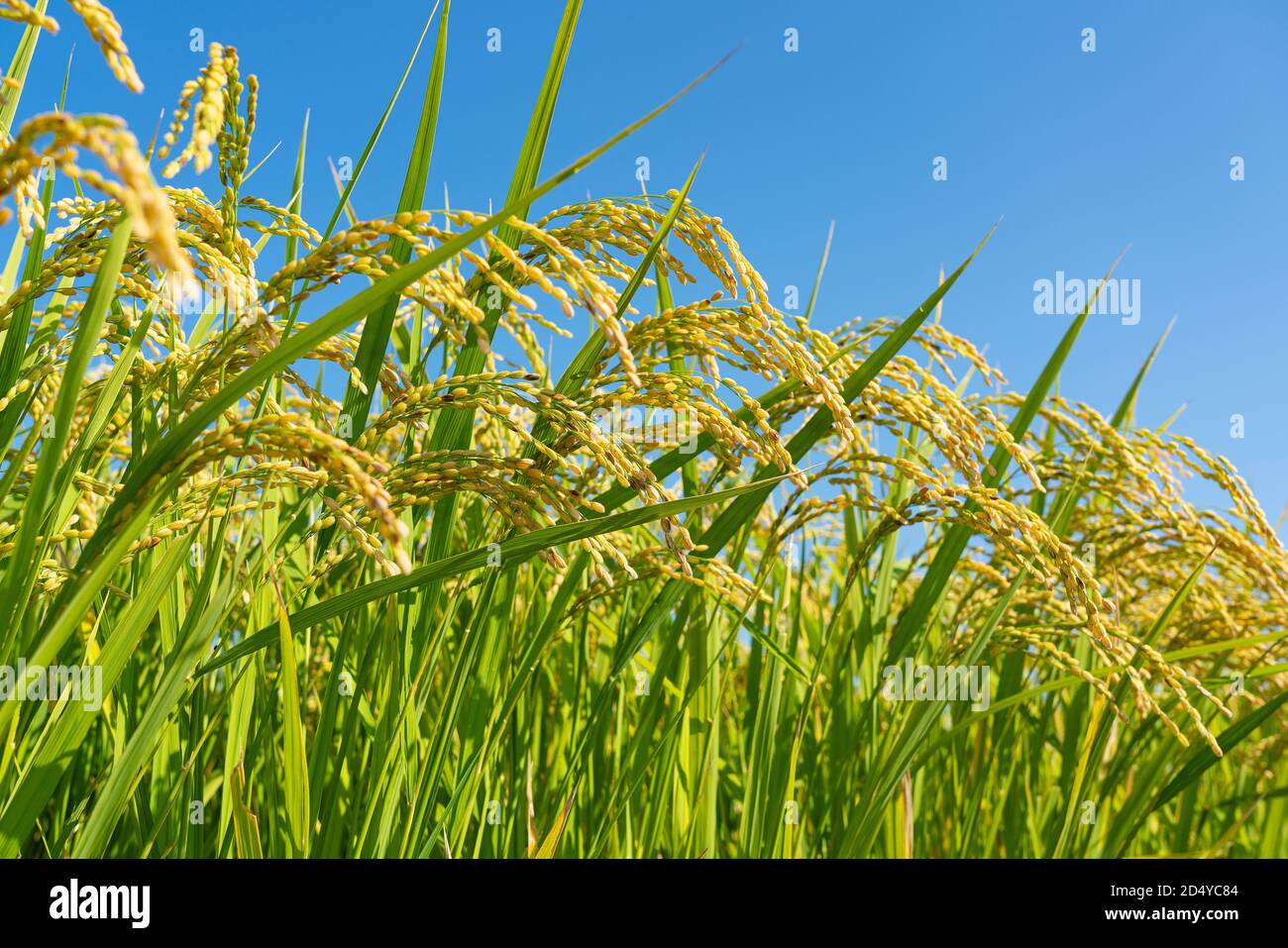 Ears of rice and blue sky. Close-up of the rice ears Stock Photo - Alamy