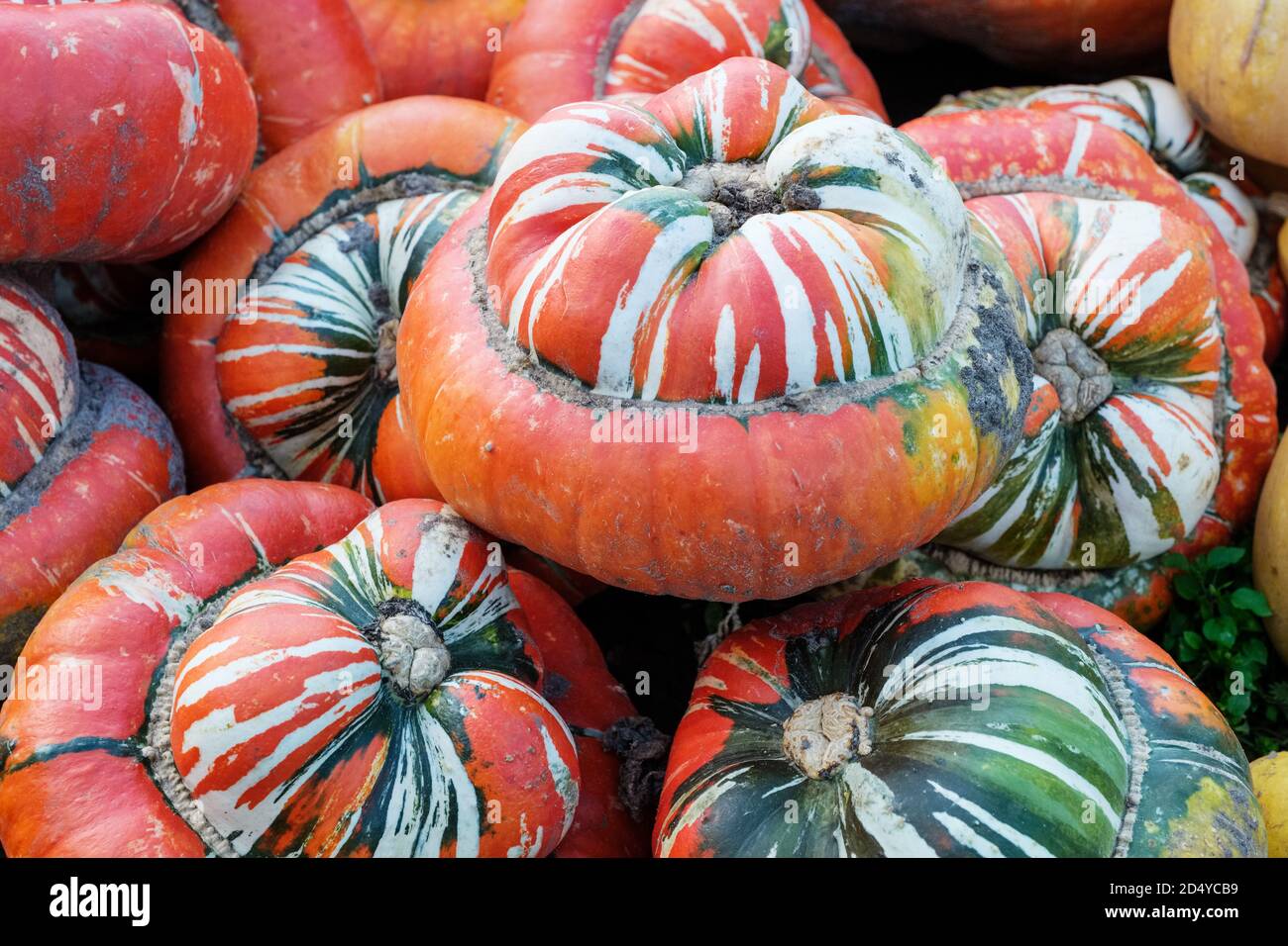 Cucurbita maxima turban squash hi-res stock photography and images - Alamy