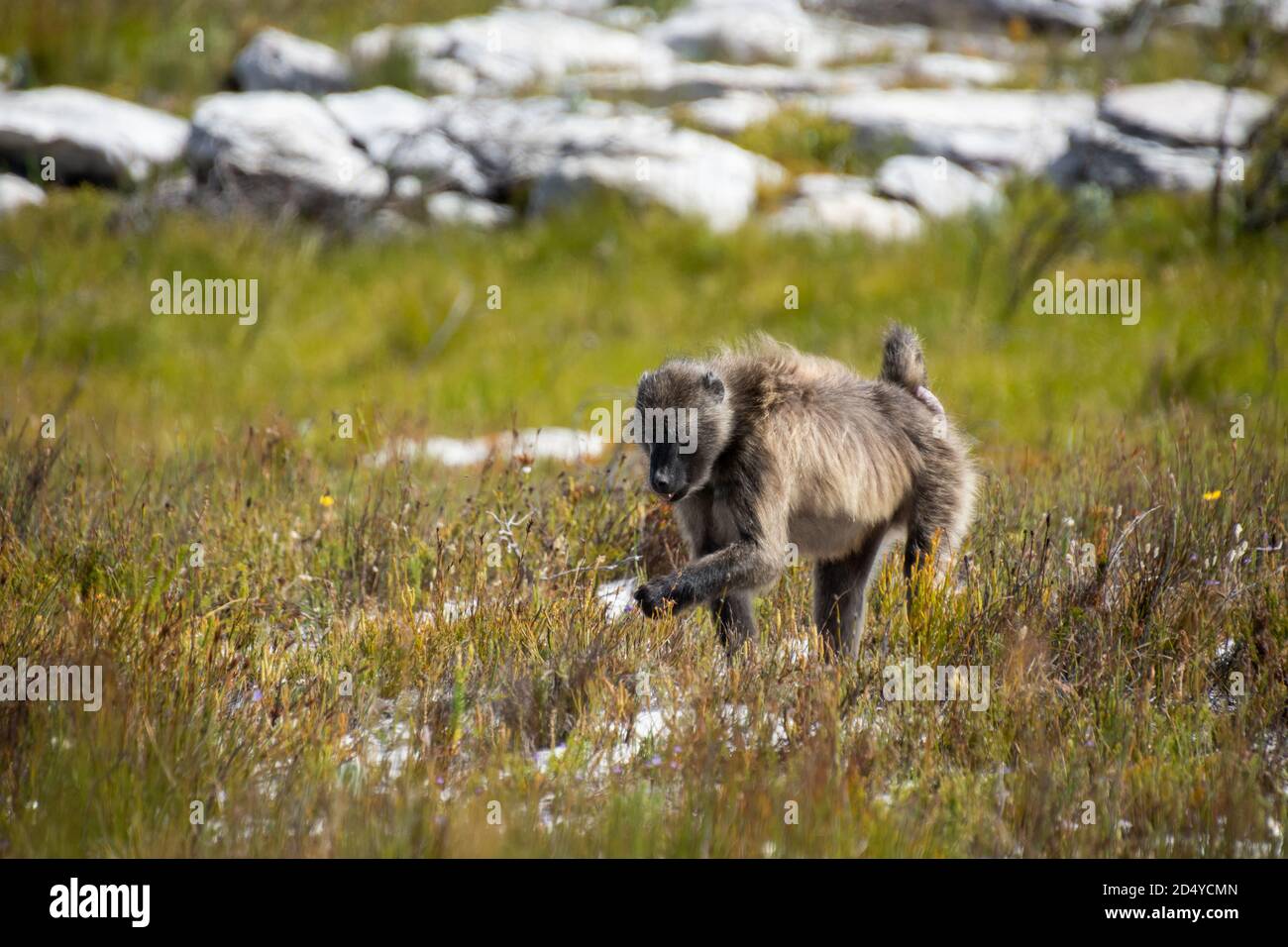Fynbos habitat hi-res stock photography and images - Alamy