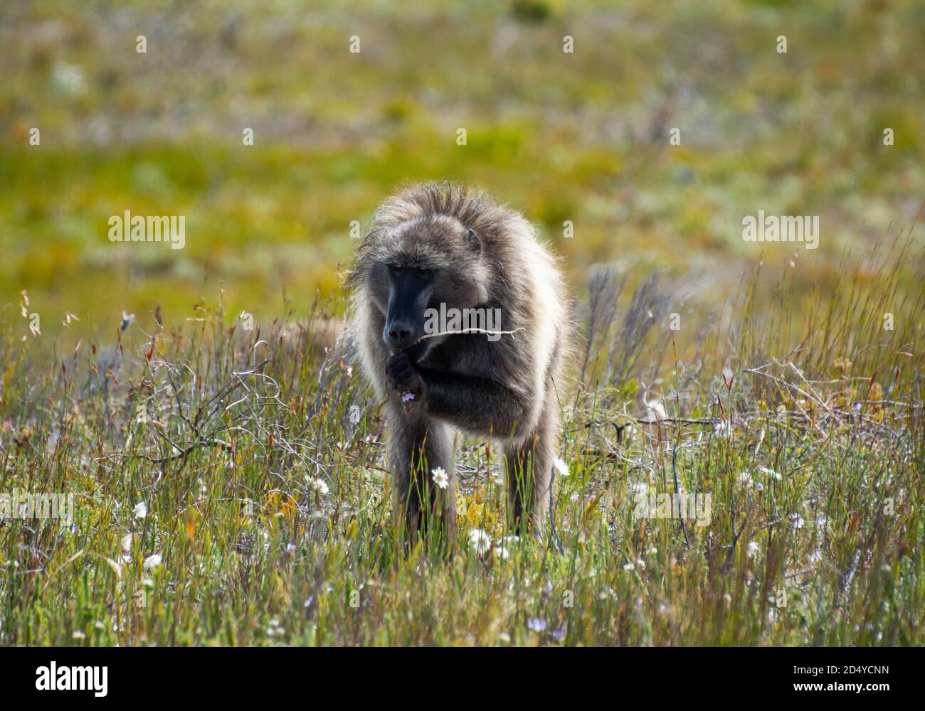 Fynbos Habitat High Resolution Stock Photography and Images - Alamy