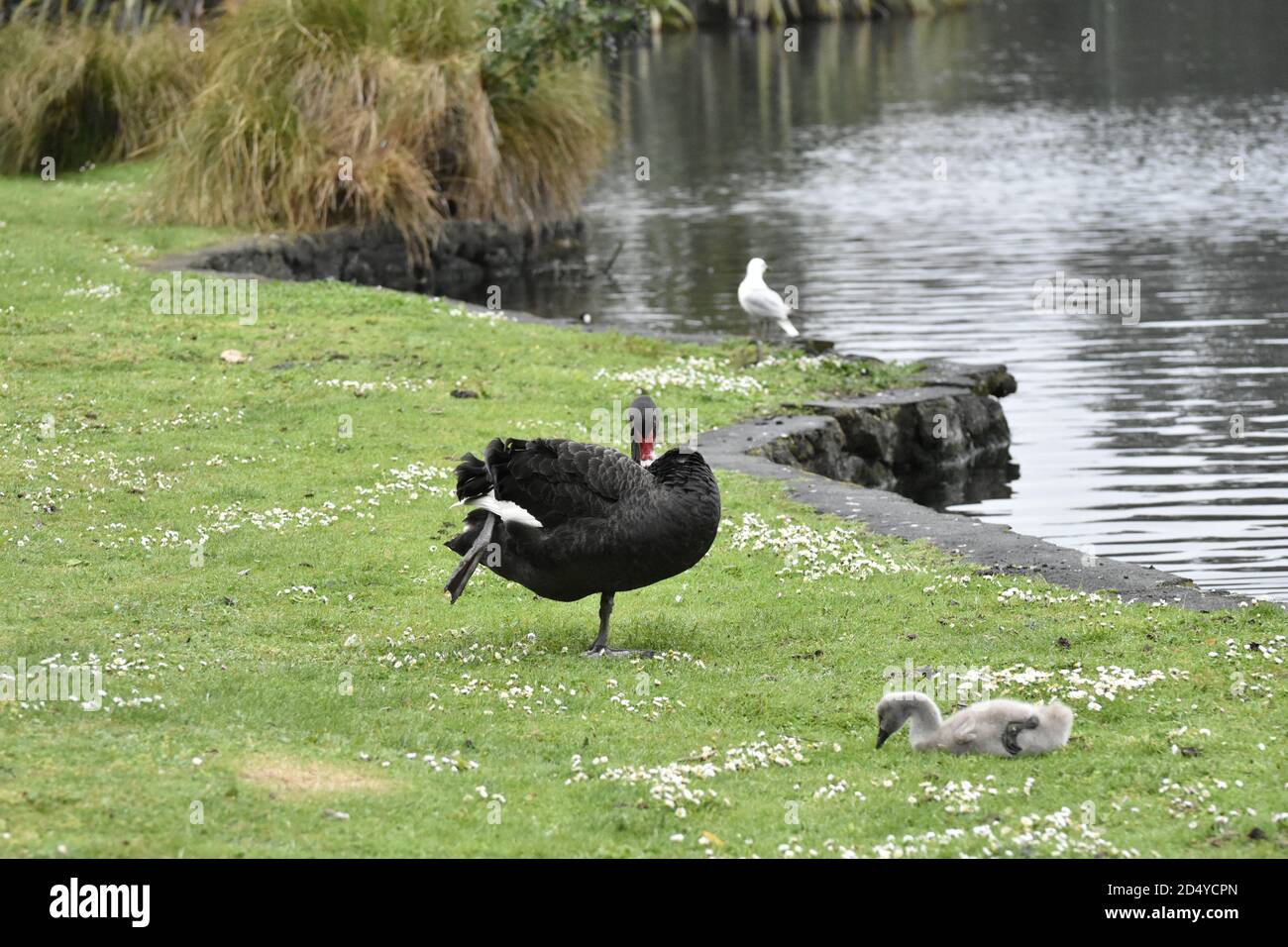 Wildlife in the park Stock Photo - Alamy
