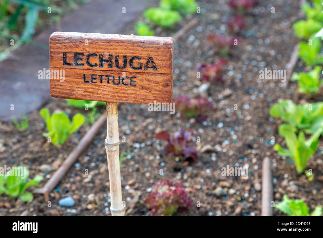 Lettuce growing in the garden. Wooden stake sign with writing Lettuce ...