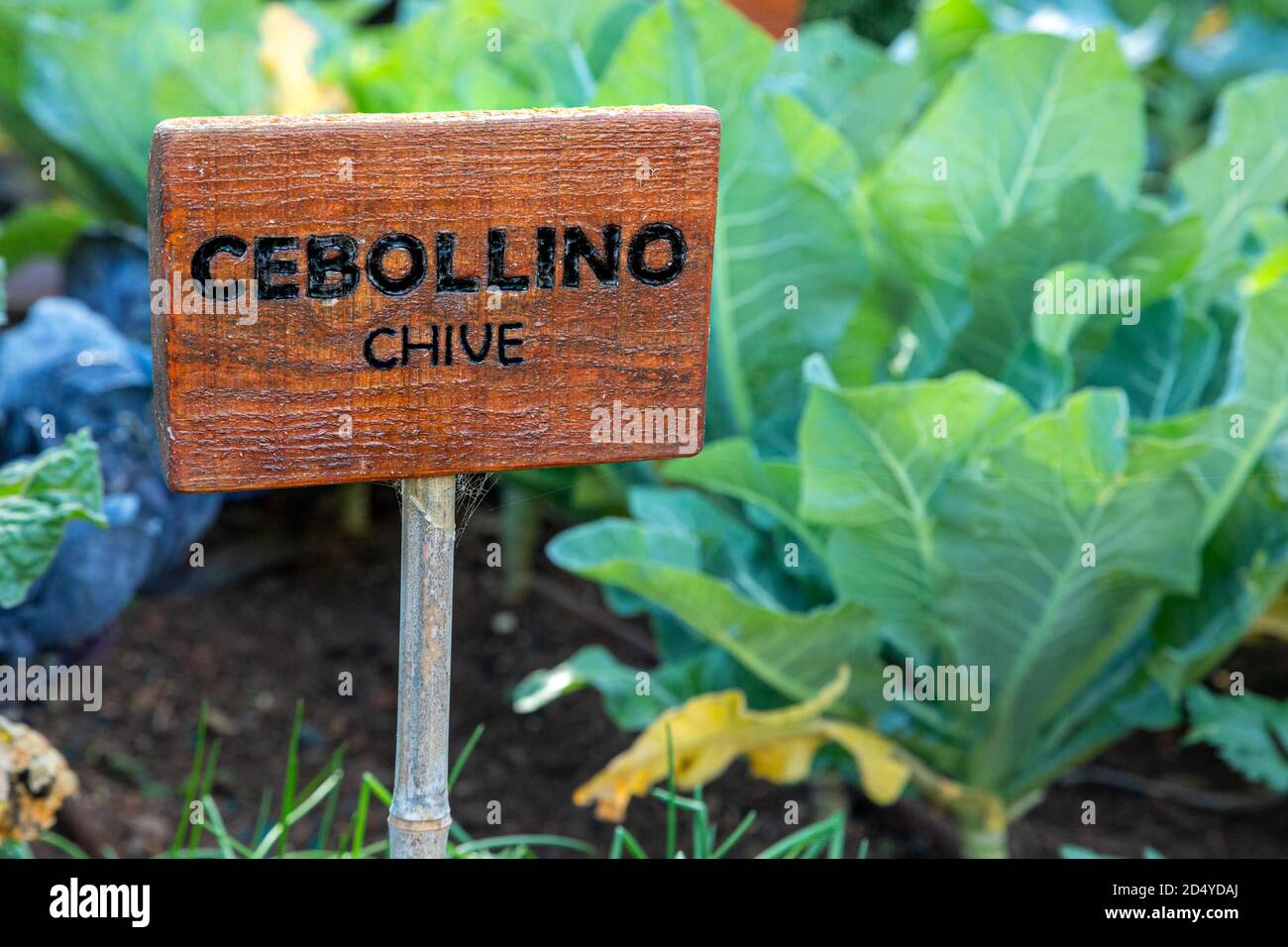 Chive growing in the garden. Wooden stake sign with writing Chive and ...